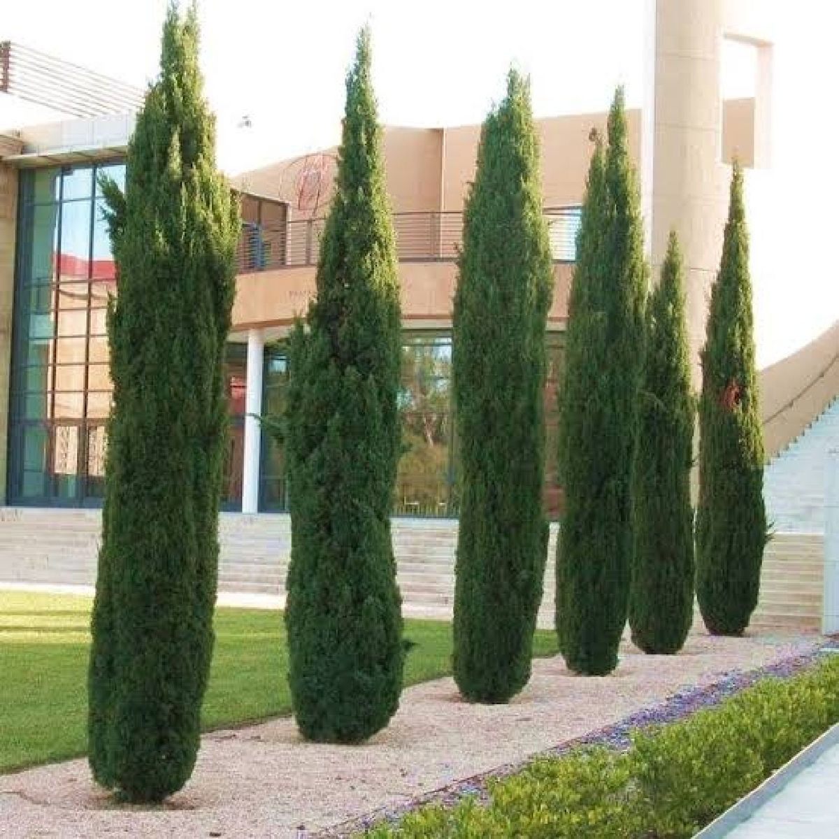 100 Seeds Árvore Ornamental Tuia Vela P Mudas | Móvel p/ Casa Nunca ...