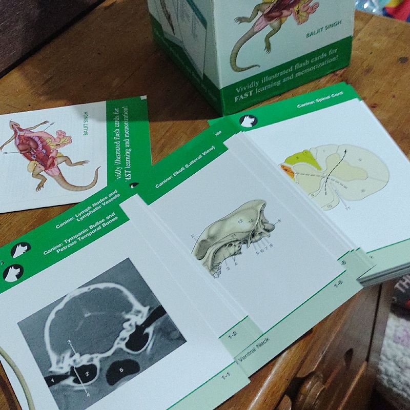 Veterinary Anatomy Flash Cards Veterinary Anatomy Flash Cards Af
