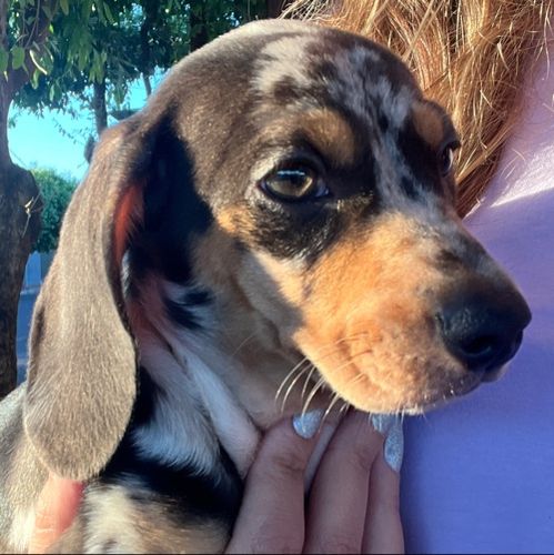 Lanaya | Compre e Venda Novos & Usados | Enjoei