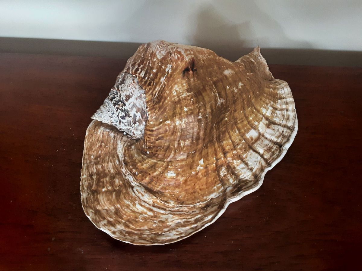 Concha de Caramujo Gigante Natural 31cm X 24cm | Item de Decoração ...