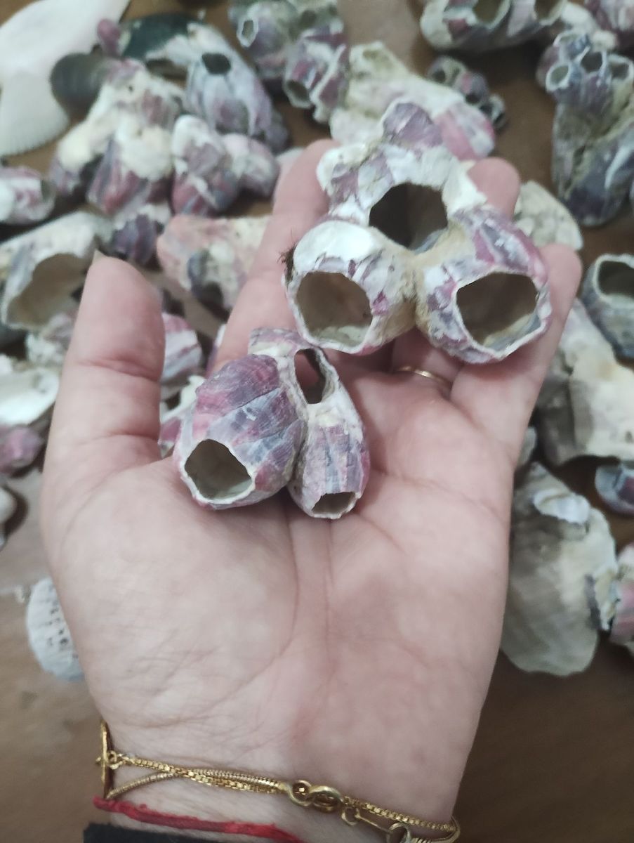 Cracas do Mar, para Artesanato e Esculturas | Cacareco Usado 103581297 ...