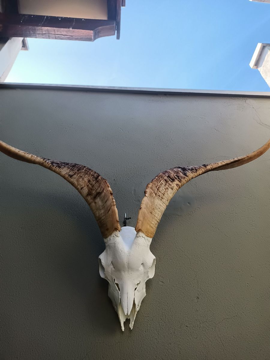 Crânio Bode Gigante Taxidermia Decoração Rústica | Item de Decoração ...