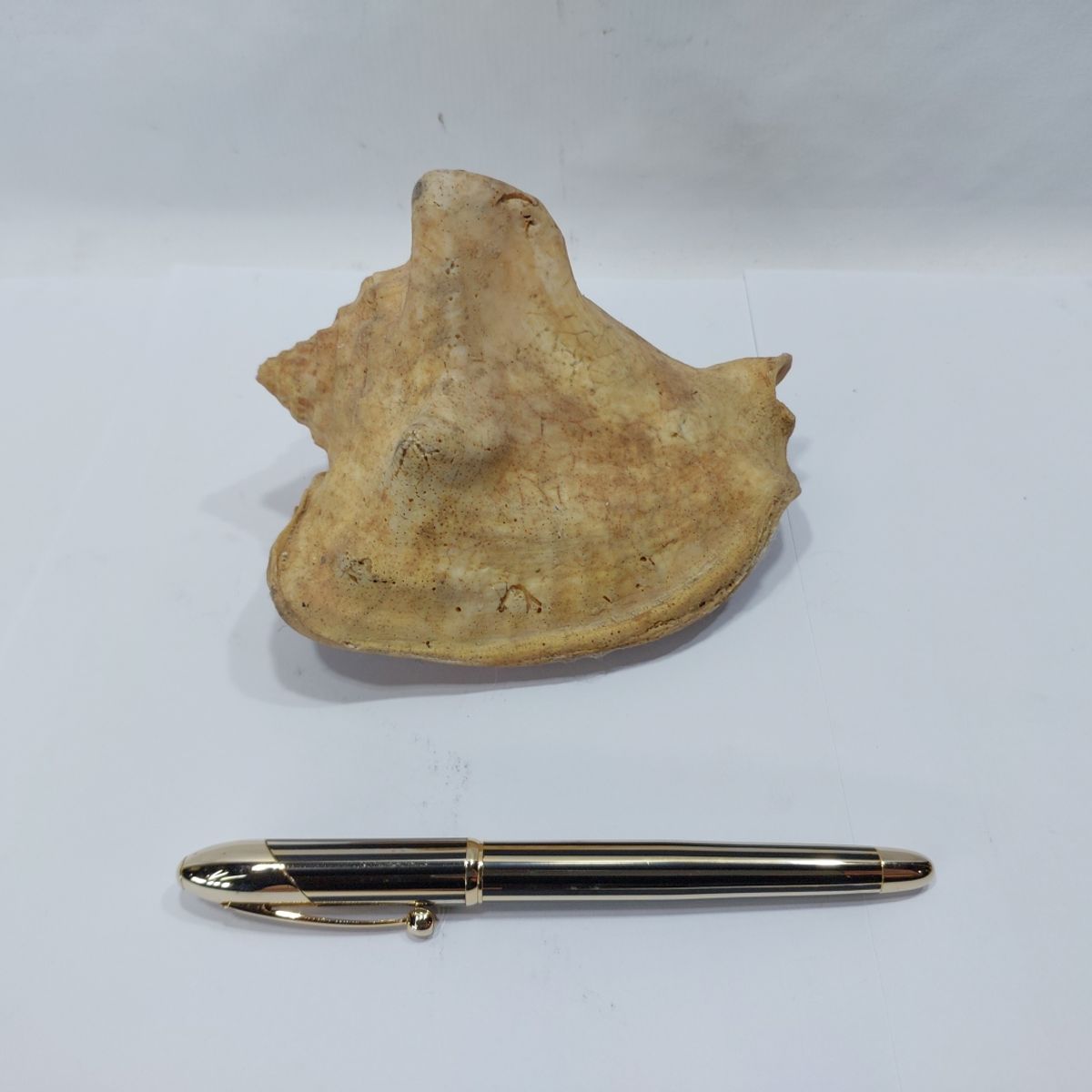 Decoraçao Concha Marinha Natural Rara Águas Profundas Origin | Item de ...