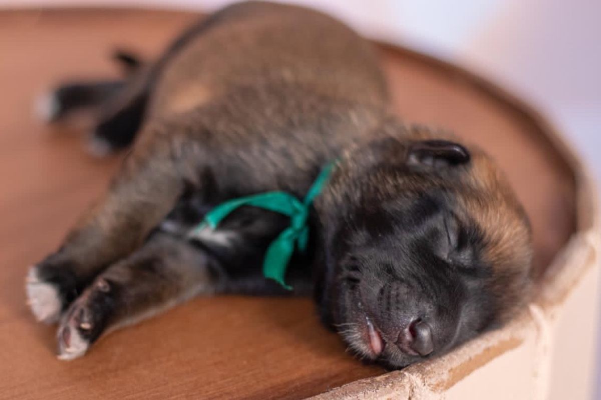 Filhotes de Pastor Belga Malinois ( Malinoá) | Item p/ Pet Pastor Belga ...