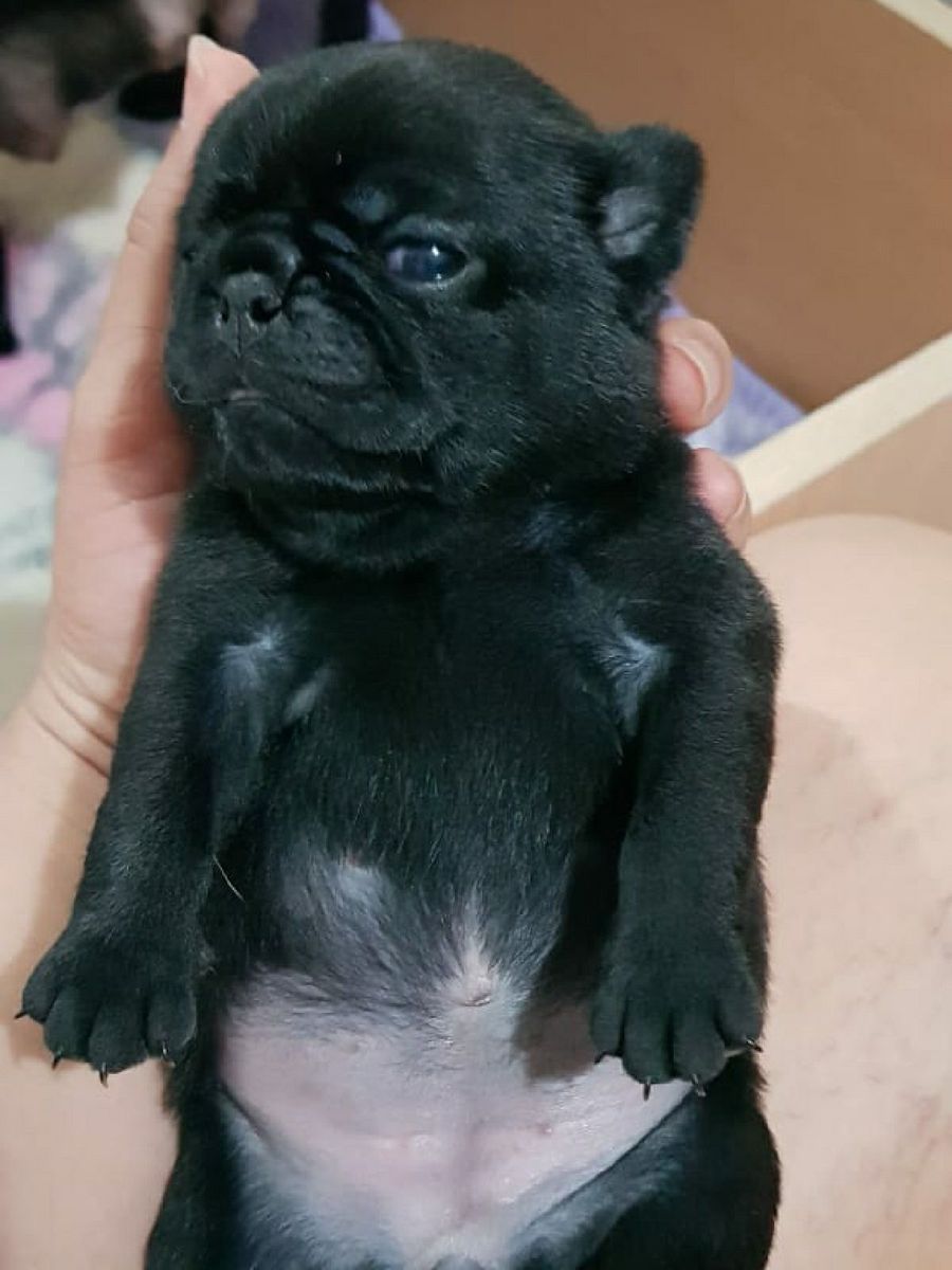 Filhotes de Pug Preto | Móvel p/ Casa Pug Nunca Usado 78952527 | enjoei