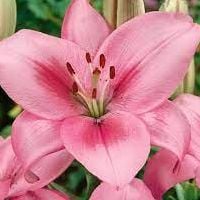 Gisela | Compre e Venda Novos & Usados | Enjoei