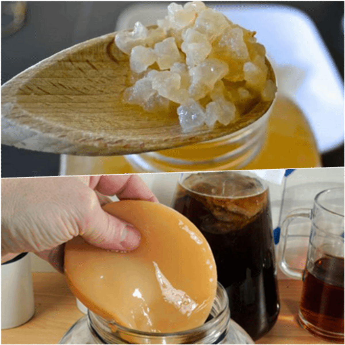 Kit Kefir de Agua e Scoby de Kombucha Mais Manual de Cuidados Impresso ...