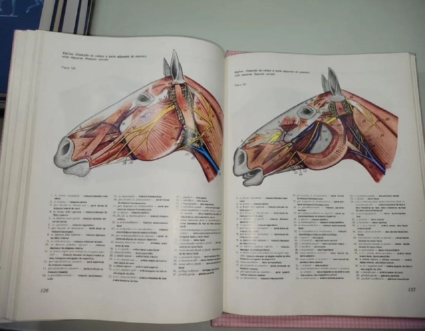 Livro Atlas de Anatomia Topográfica Dos Animais Domésticos - Popesko ...