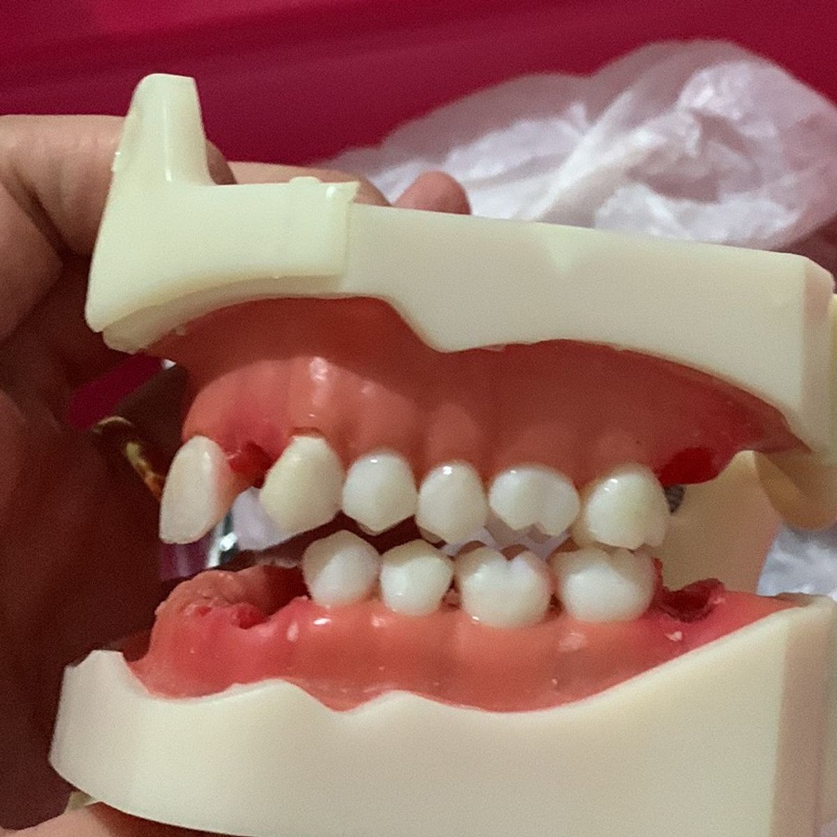 Manequim Dent Art Endodontia | Cacareco Dent Art Usado 83084581 | enjoei