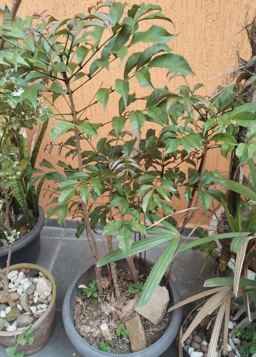 Muda de Akoko | Cacareco Akoko Nunca Usado 112831087 | enjoei