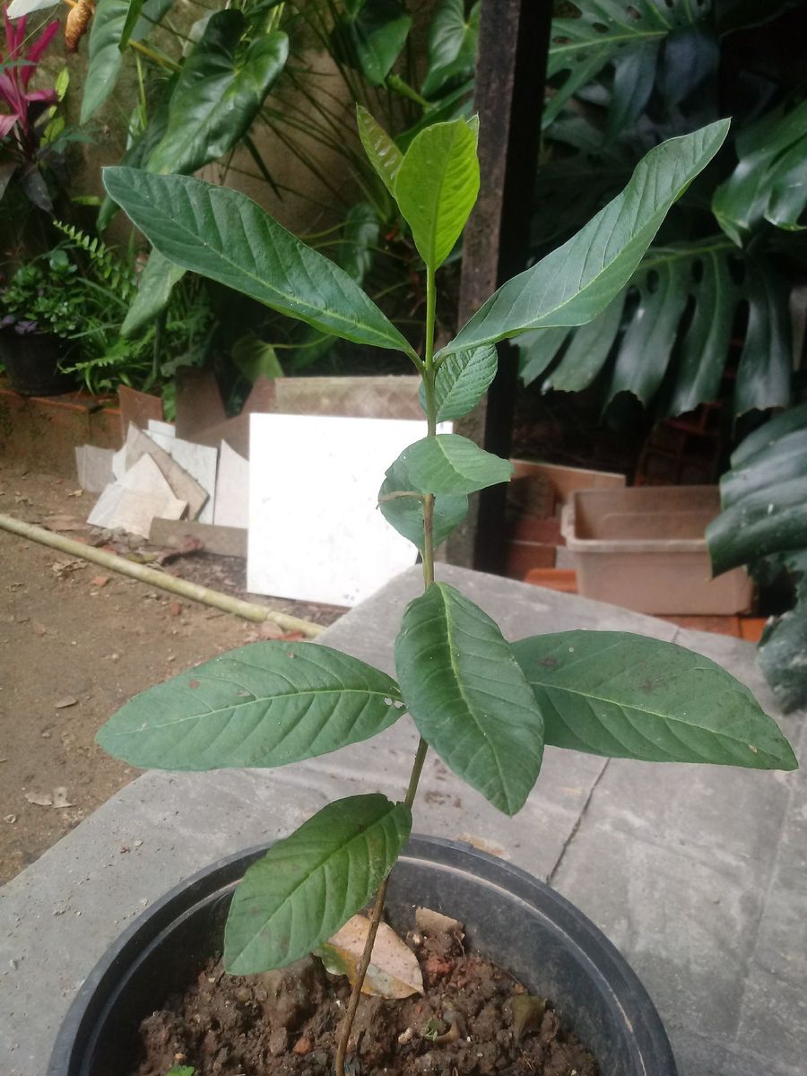 Mudas de Goiaba Pera. | Móvel p/ Casa Mudas De Goiaba Pera Nunca Usado ...