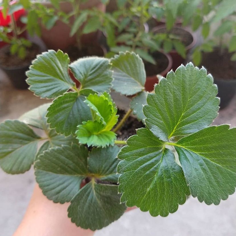 Mudas de Morango Gigantella ( Morango Gigante) 1un | Item de Decoração ...