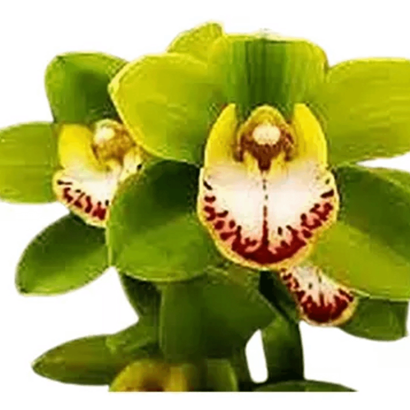 Planta De Orquidea Cymbidium Verde