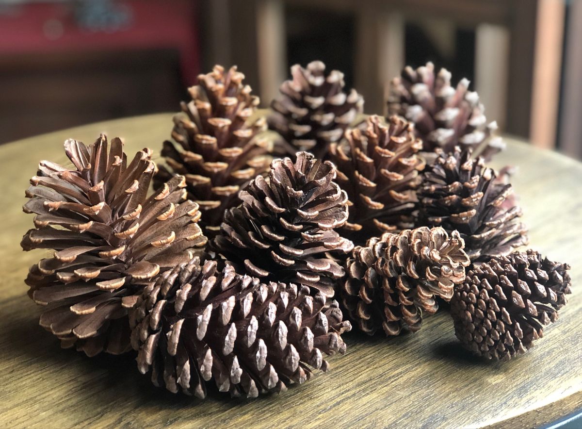 Pinhas Secas Decoração | Item de Decoração Artesanato Nunca Usado ...