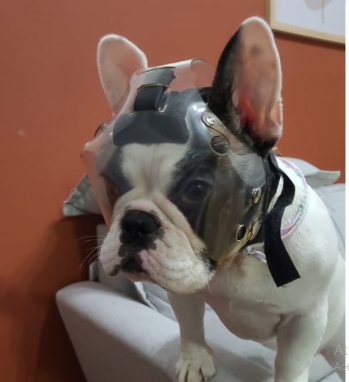 Protetor Ocular para Cães - Viseira de Proteção para Cães M - Focinho ...