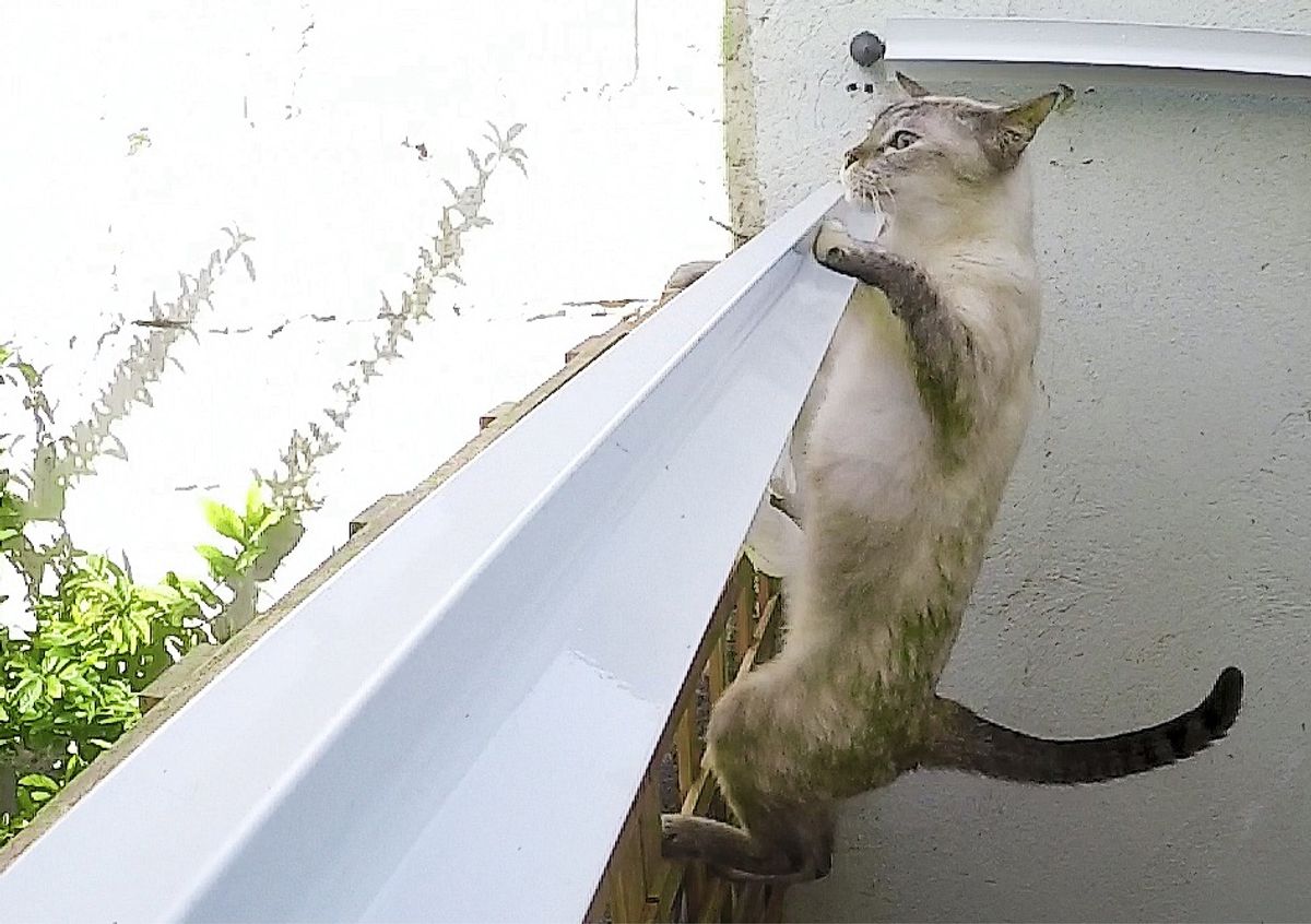 Roller Cat Novo Branco | Item p/ Pet Roller Cat Nunca Usado 76183164 ...