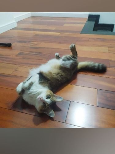 Roseli | Compre e Venda Novos & Usados | Enjoei