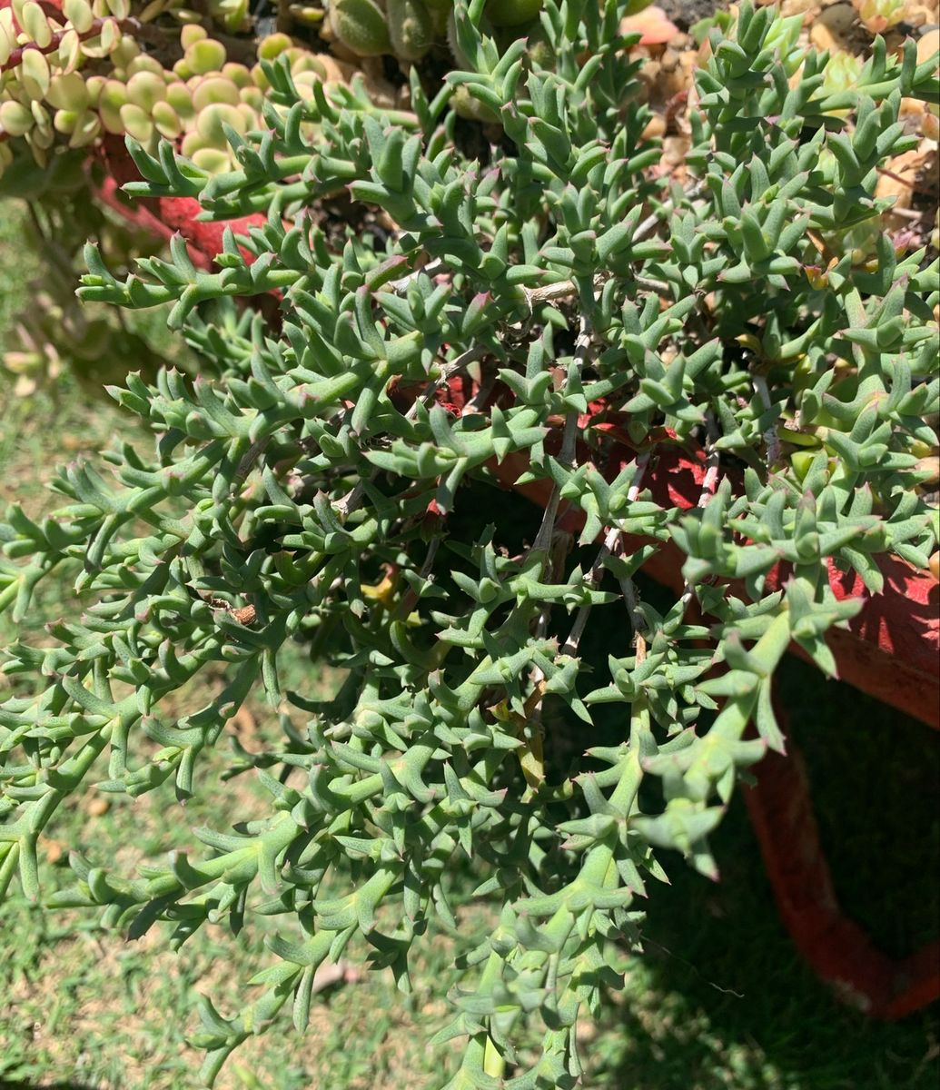 Ruchia Uncinata | Item de Decoração Suculenta Nunca Usado 76586323 | enjoei