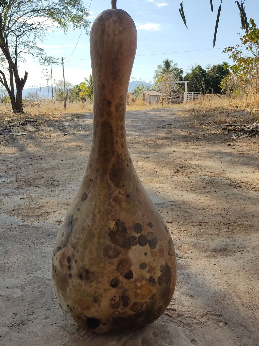 Sementes de Cabaça - Porongo Gigante | Cacareco Propria Nunca Usado ...