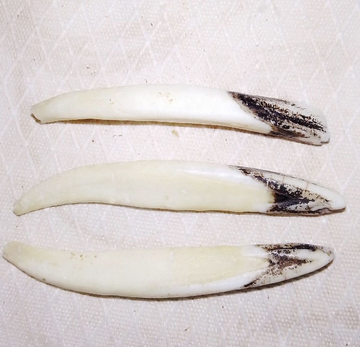 Três Dentes de Javalis Fino para Pinjente Ou Colares | Item de ...