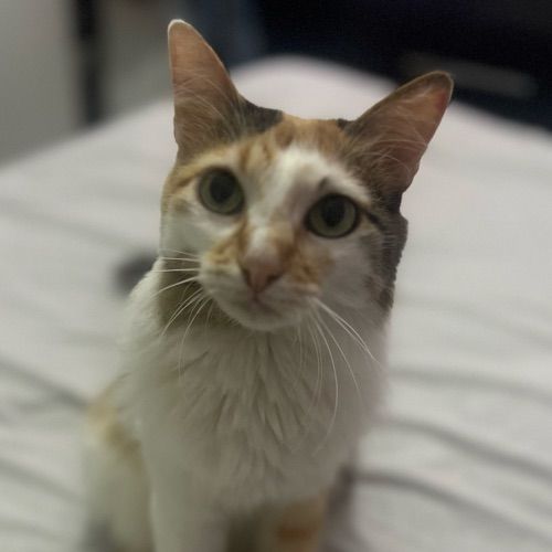 Valmir | Compre e Venda Novos & Usados | Enjoei